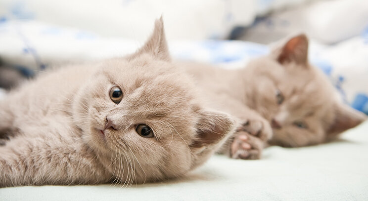 Kot brytyjski krótkowłosy - wszystkie informacje i opis rasy